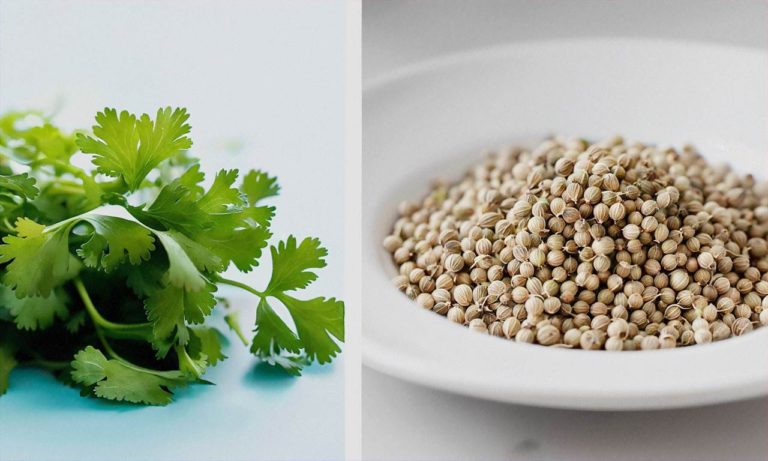 Cilantro Versus Coriander: Understanding the Differences – Moonbasil ...