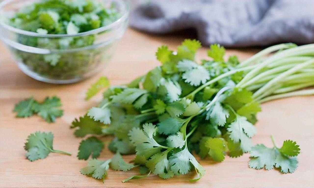 Cilantro Versus Coriander: Understanding the Differences – Moonbasil ...